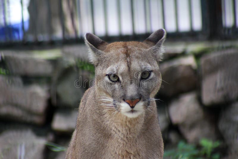Catamount stock image. Image of haunches, beautiful, whiskers - 74899083