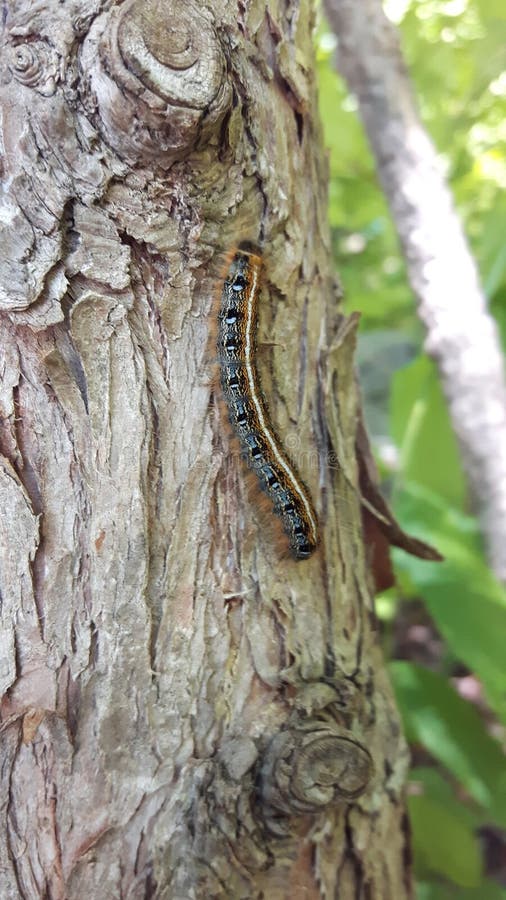 Catapillar. stock image. Image of spring, tree, bark - 73344859