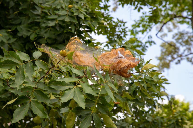 Nest of the Fall Webworm on the Leaves of a Tree. Stock Image - Image ...