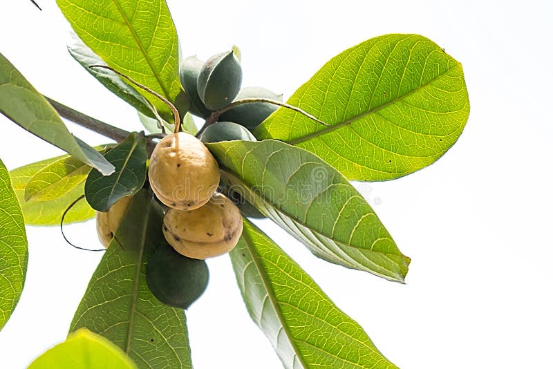 Catappa de Terminalia imagen de archivo. Imagen de grande - 98940751