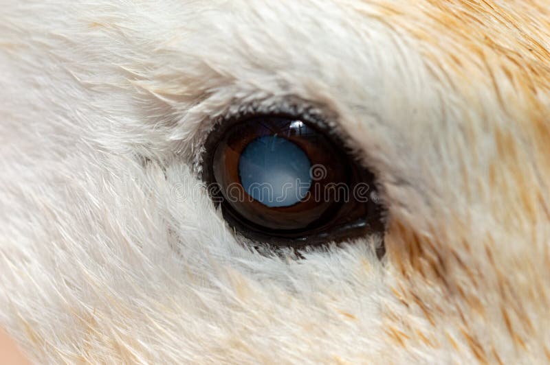 Cataract in Domestic Breed Duck. Macro of Eye. Stock Image - Image of ...