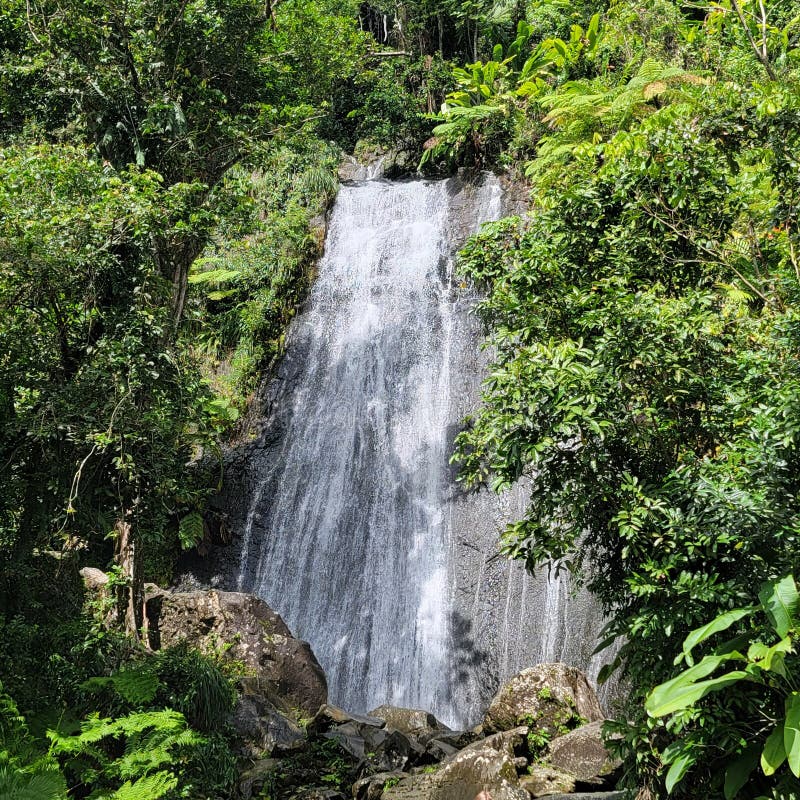 Catarata De Selva Tropical De Puerto Rico Imagen de archivo - Imagen de ...