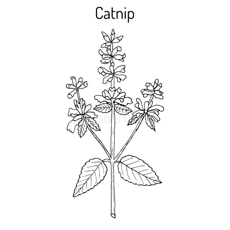 Cataria Della Nepeta Del Catnip, O Catswort, Catmint - Aromatizzi La ... Cataria Della Nepeta Del Catnip, O Catswort, Catmint - Aromatizzi La ...