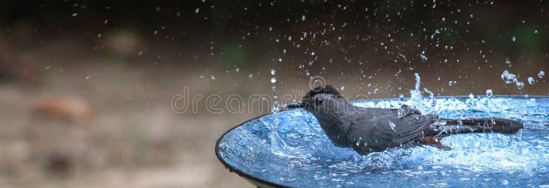 Catbird- Blows bubbles stock photo. Image of mimidae - 64893648