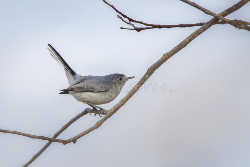 Catbird Ready To Take Flight from a Branch Stock Photo - Image of ...