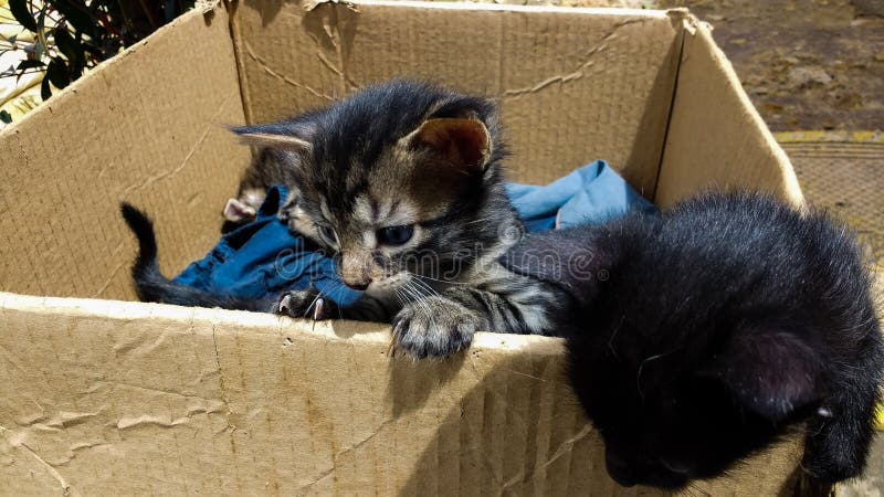 Catbox στοκ εικόνα. εικόνα από boxcar - 102976863