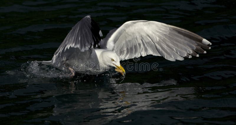 Swooshing Water Stock Photos - Free & Royalty-Free Stock Photos from ...