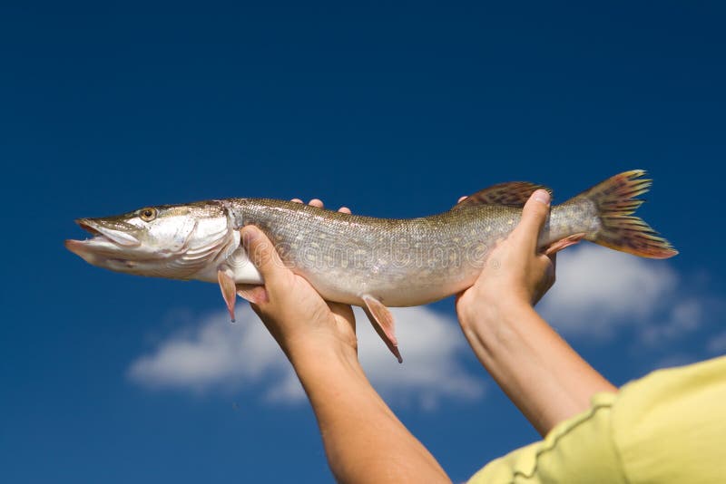 Catch stock photo. Image of summer, hands, pike, catch - 16137240