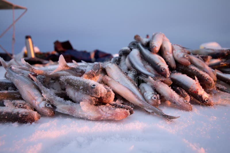 Catch on Baltic stock photo. Image of cold, head, freshwater - 31099790