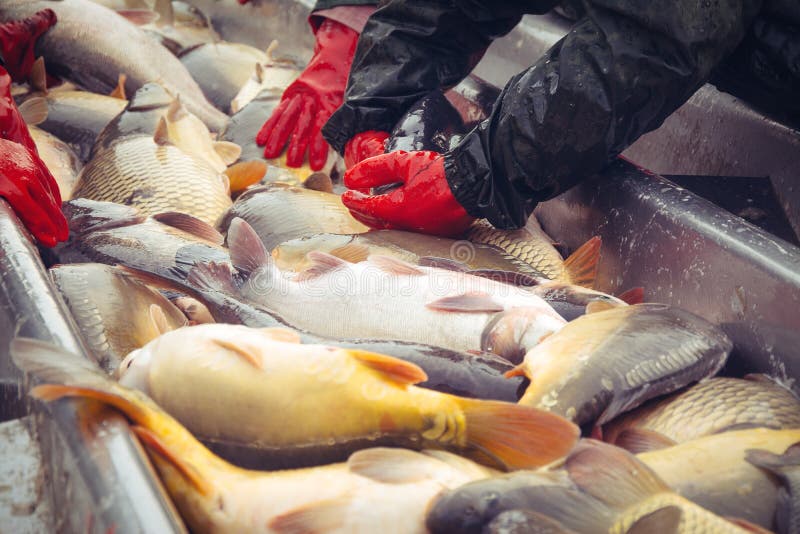 Sorting a freshwater fish stock photo. Image of business - 69896348