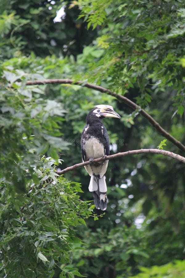 Bird on Camera stock image. Image of feathers, songbirds - 3921961