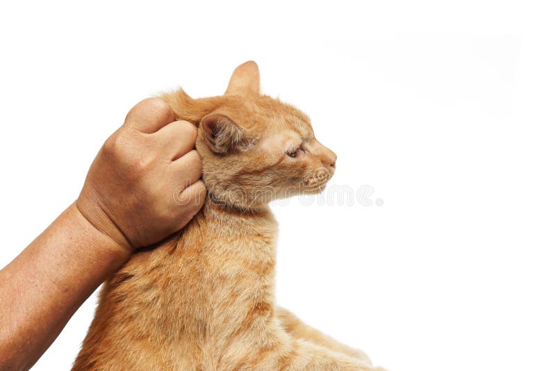 Catch a cat stock image. Image of stop, safe, touch, grabbing - 79076311