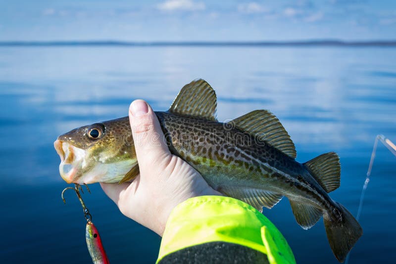 Catch the cod stock image. Image of fish, angling, mouth - 52455081