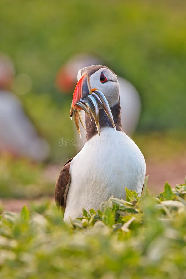 Puffin Displays Stock Photos - Free & Royalty-Free Stock Photos from ...