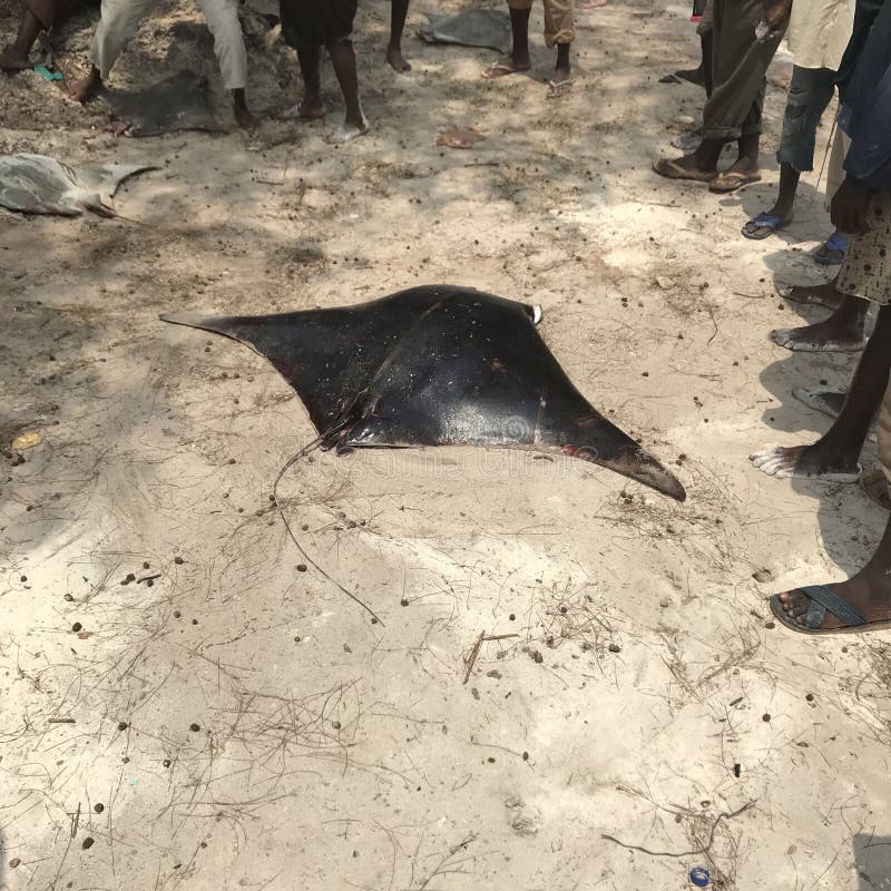 Stingray stock photo. Image of african, stingray, beach - 109117396
