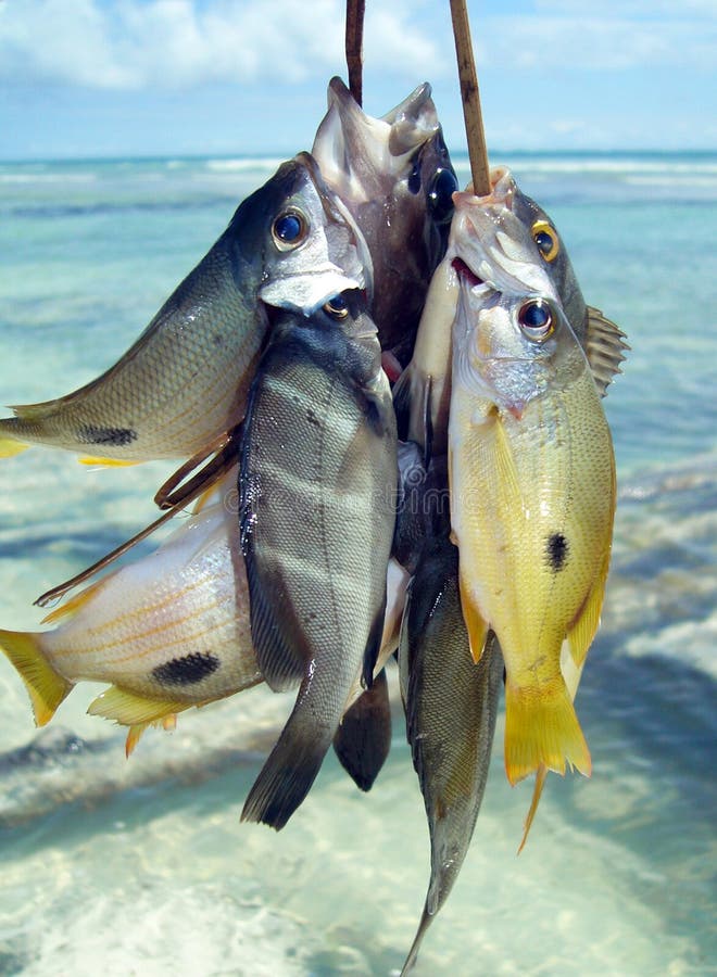 Catch of the Day Fish Diani Beach Stock Photo - Image of coast, fishing ...