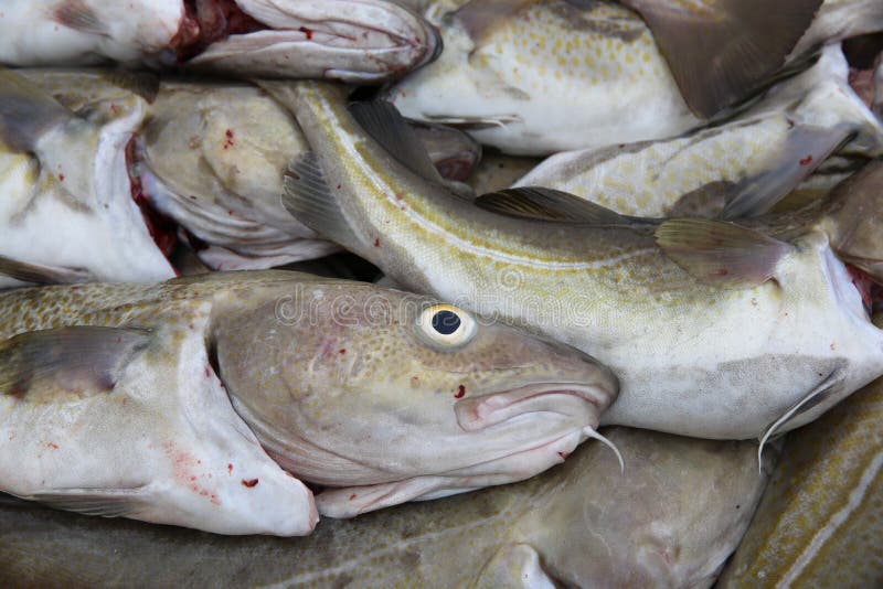 740 Cod Scale Stock Photos - Free & Royalty-Free Stock Photos from ...