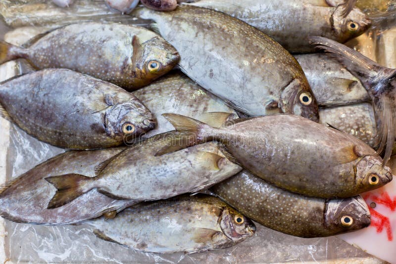 Fresh Fish at Local Asian Market Stock Image - Image of horizontal ...