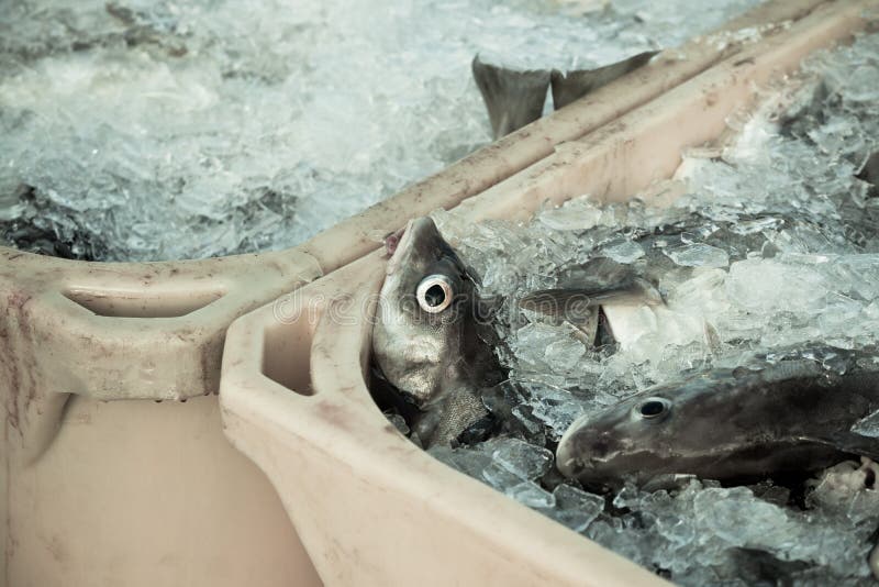 Catch of the Day - Fresh Fish in Shipping Containers Stock Photo ...