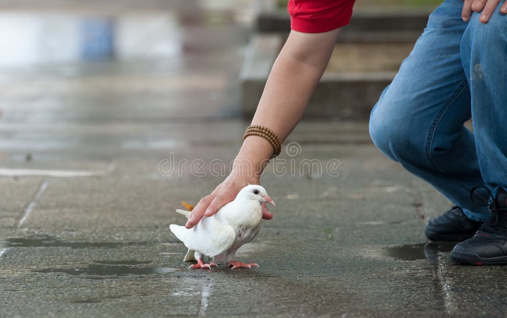 Catch a dove stock photo. Image of catch, carrierpigeon - 29632086