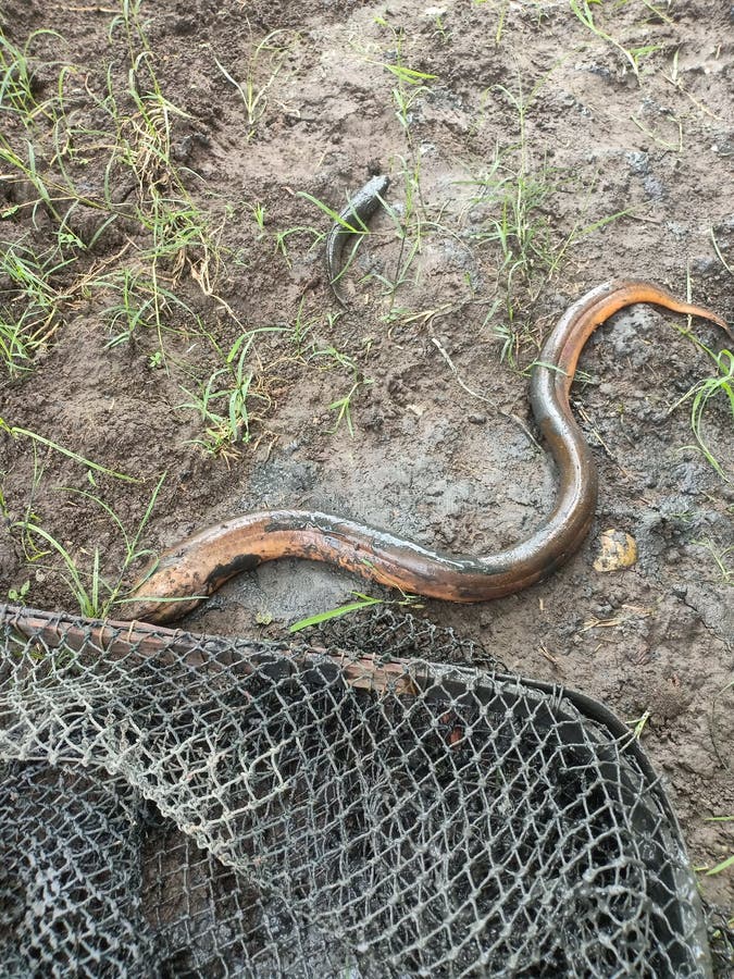 Catch eels in fish ponds stock image. Image of fish - 206282841