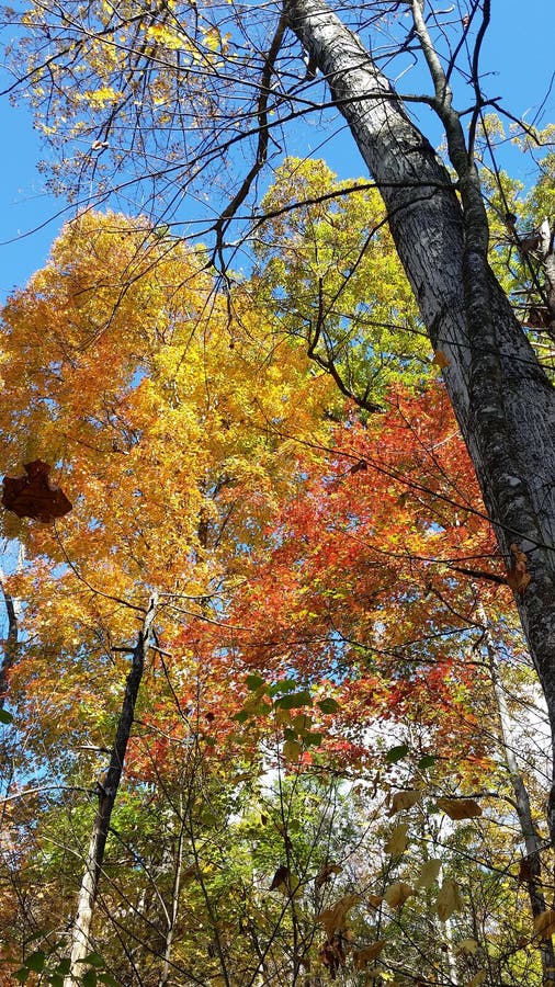 Catch falling leaf stock image. Image of leaf, fall, falling - 80197637