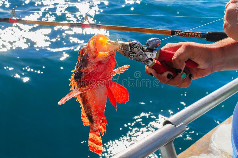 Catch a Fire fish stock photo. Image of equipment, pliers - 55473534