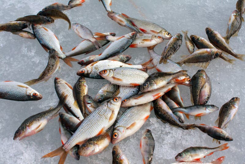 Catch of fish stock photo. Image of ruff, bass, catch - 17412422