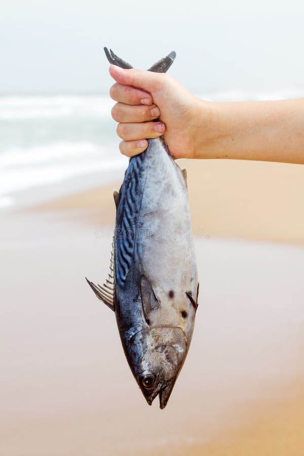 Catch fish stock image. Image of hold, hand, ocean, fish - 22172177