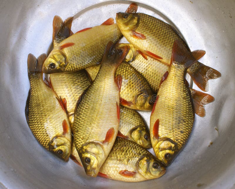 Catch fish stock image. Image of catch, seasonal, fishing - 6105263