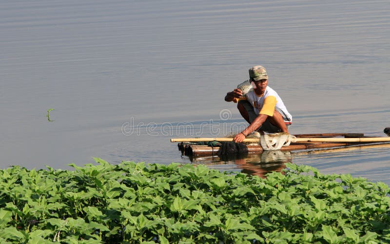 Catch fish editorial stock image. Image of central, indonesia - 49257359