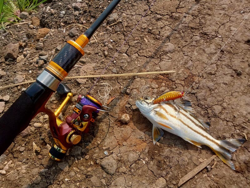 Catch fish with a minnow stock image. Image of casting - 255972739