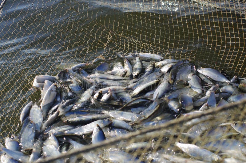 Catch of fish in seine stock image. Image of seine, coregonus - 49510267