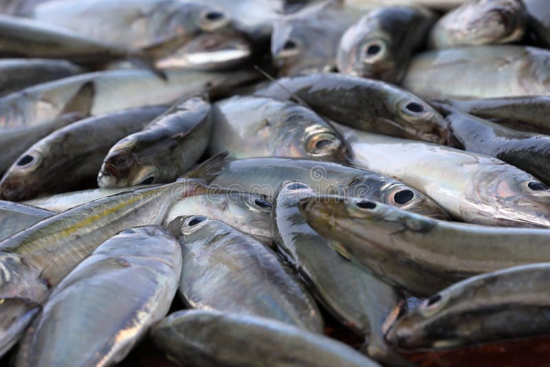 Catch of fresh fish stock image. Image of lanka, ocean - 127845155