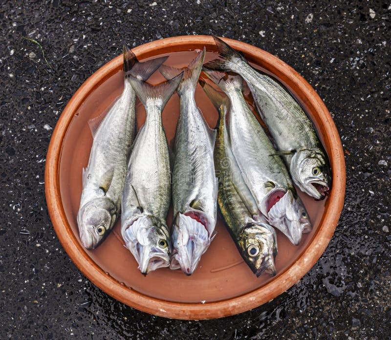 Catch of Freshly Caught Fish in a Bucket of Water Stock Photo - Image ...