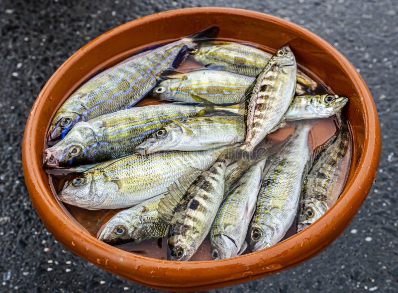 Catch of Freshly Caught Fish in a Bucket of Water Stock Photo - Image ...