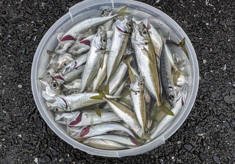 Catch of Freshly Caught Fish in a Bucket of Water Stock Photo - Image ...