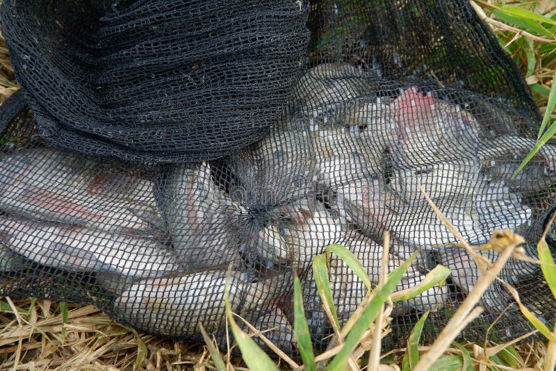 Catch fish inside the net stock photo. Image of marine - 213442714