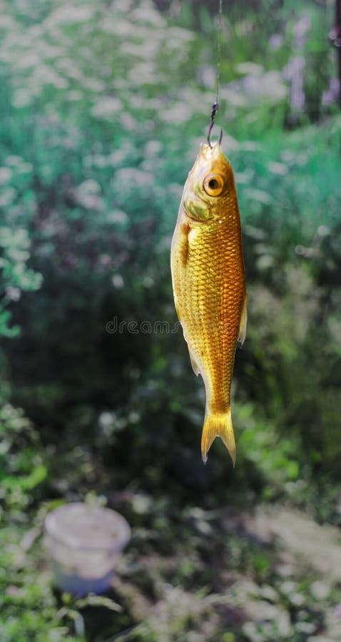 Catch a Golden Fish on the Hook Stock Photo - Image of bass, fish: 79209448
