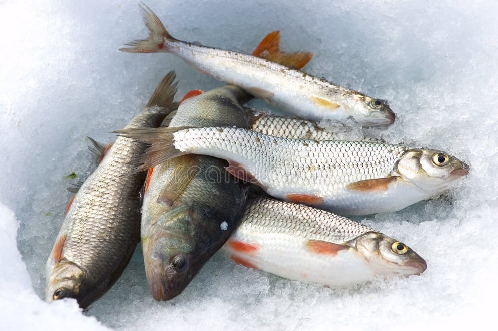 Catch on ice stock photo. Image of snow, catch, fresh - 9396918