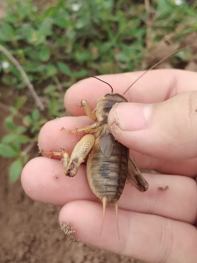 Catch insects stock image. Image of animal, reptile - 250591361