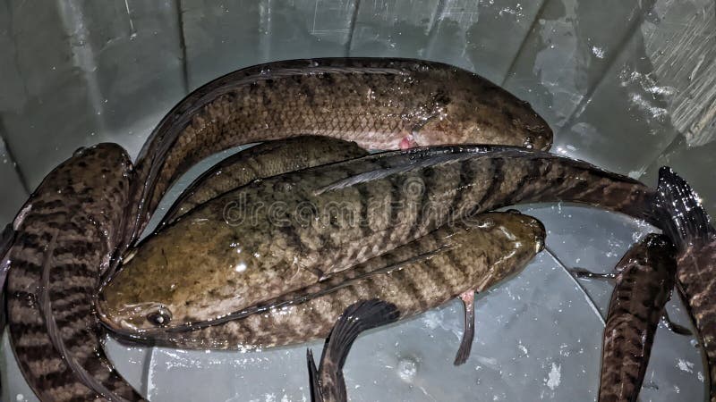 Catch of large cork fish stock photo. Image of animal - 278257626