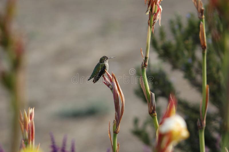 Catch Me Quick! stock photo. Image of flower, nest, hummingbird - 312246