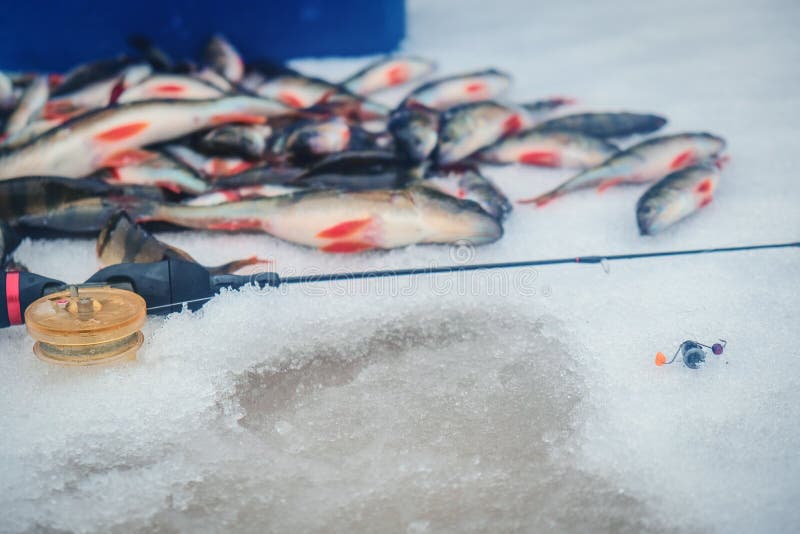 Catch of Perch on Ice Fishing Stock Photo - Image of snow, angling ...