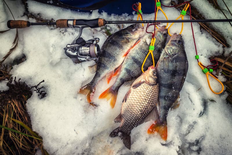 Catch of Perch on Winter Fishing. Freshly Caught Trophy Snow Background ...