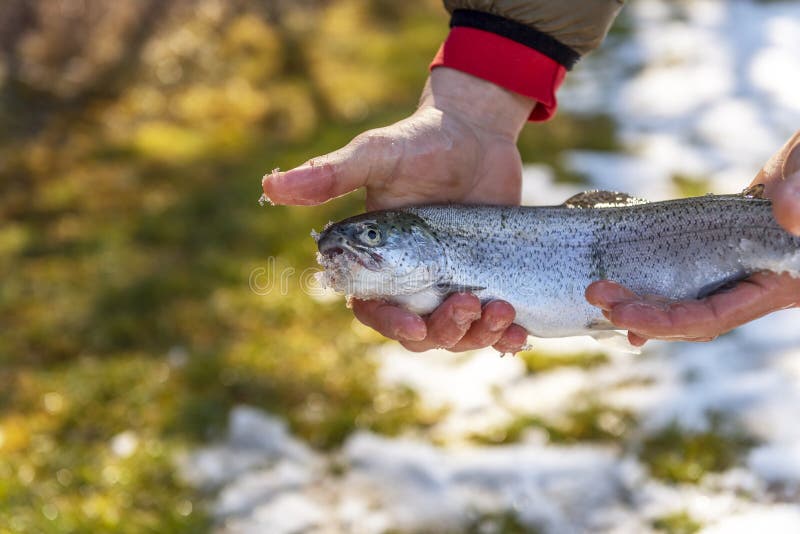 Catch of a Rainbow Trout by a Fly Fisherman in the River Stock Image ...