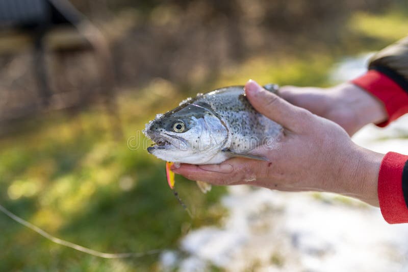 Catch of a Rainbow Trout by a Fly Fisherman in the River Stock Photo ...