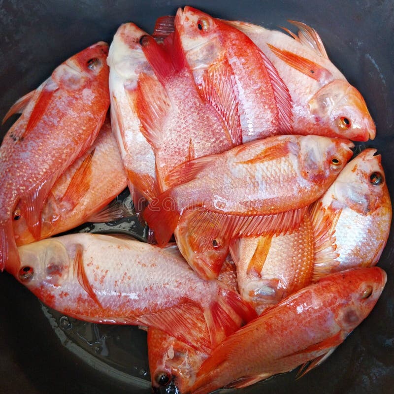 Catch of Red Tilapia Fish in a Basket Stock Image - Image of basket ...
