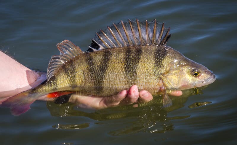 Catch & Release for Big Perch Stock Photo - Image of outdoor, perch ...