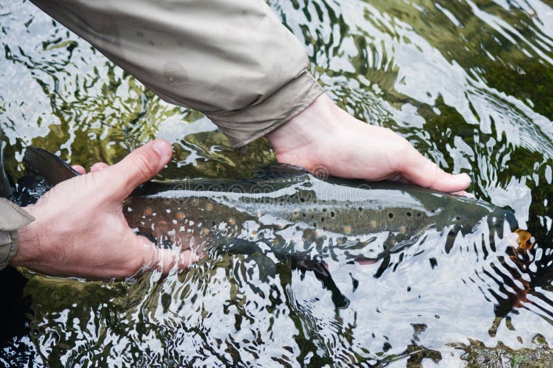 Catch and Release: Fishes Tail Stock Image - Image of fishing, stream ...